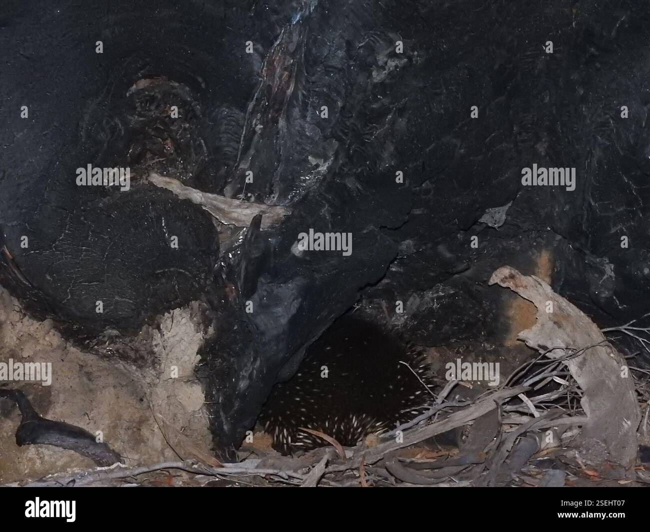 Tasmanian Echidna (Tachyglossus aculeatus setosus), Mammalia, Hobart ...