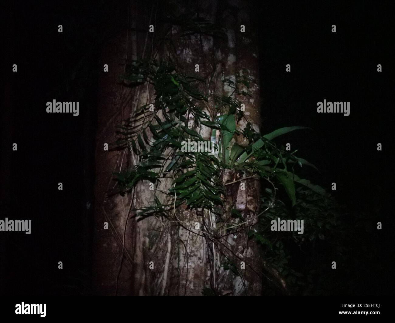 candle vine (Pothos longipes), Plantae, Mount Carbine QLD 4871 ...