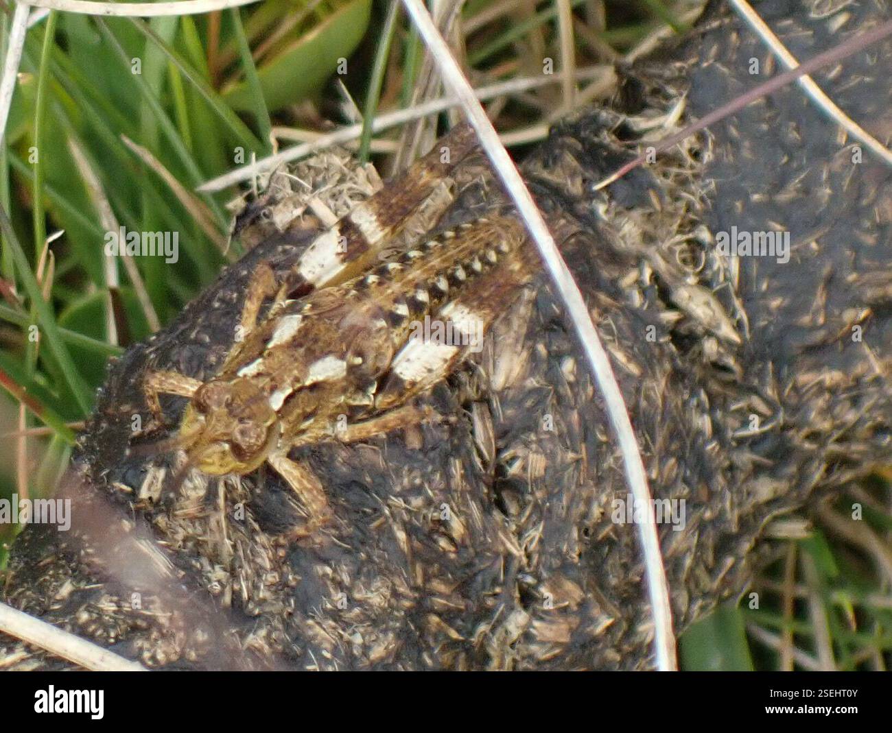 Wingless Grasshopper (Phaulacridium vittatum), Insecta, Tasmania, AU ...