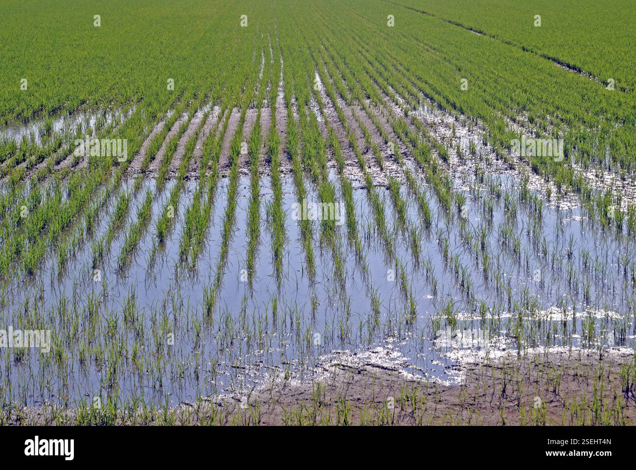 Rice field, rice cultivation Stock Photo - Alamy