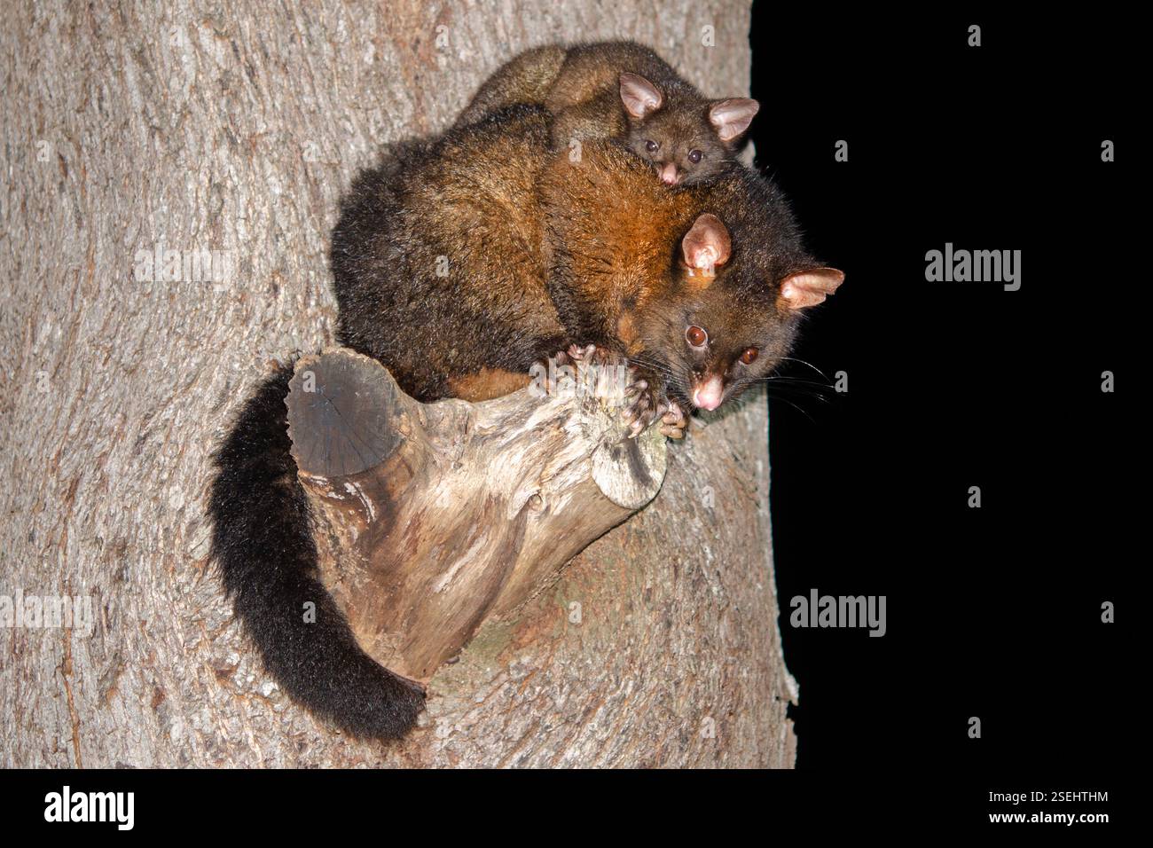 Common Brushtail Possums, Trichosorus vulpecula, mother and joey, in ...