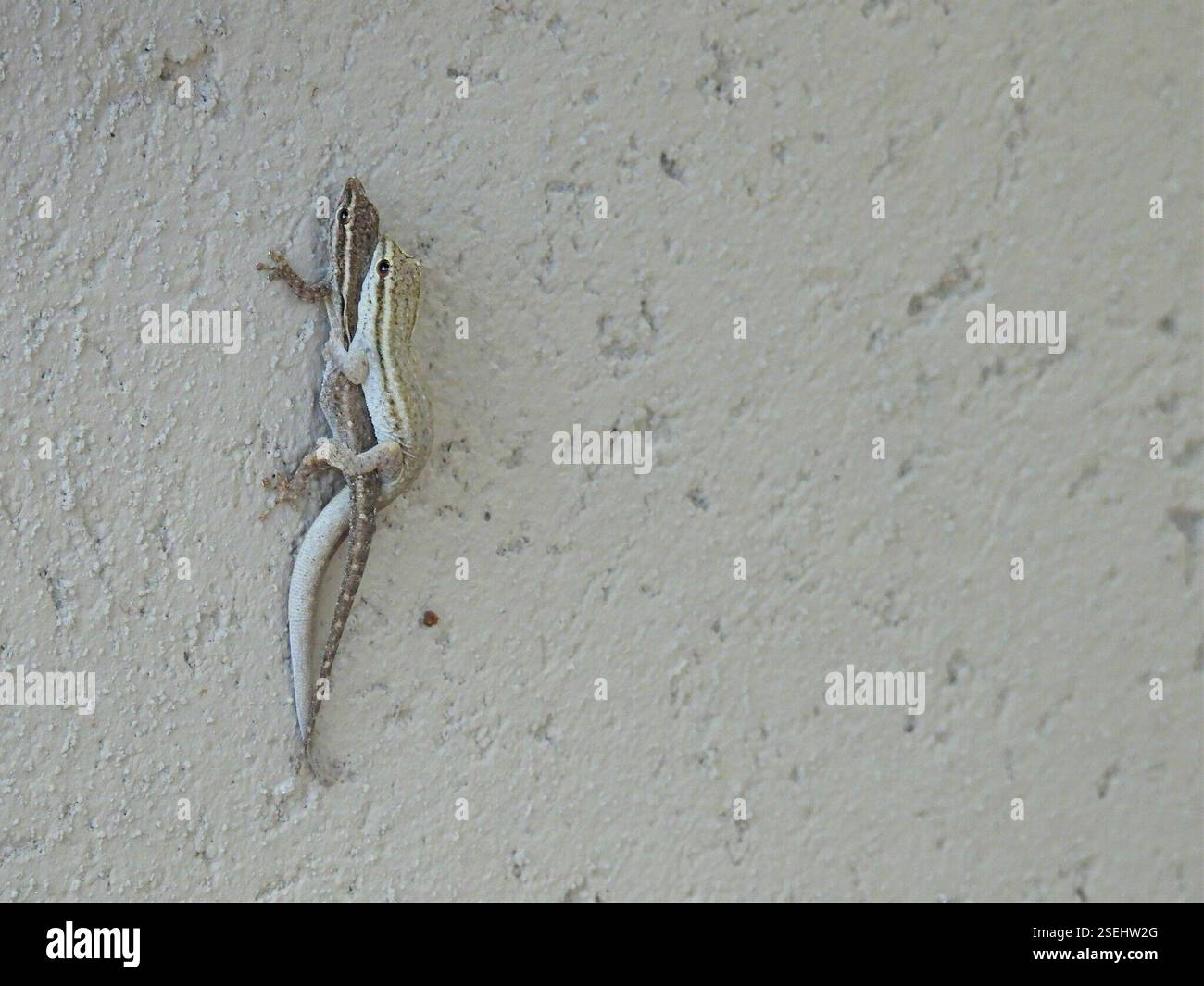 Common Dwarf Gecko (Lygodactylus capensis), Reptilia, Hoedspruit ...