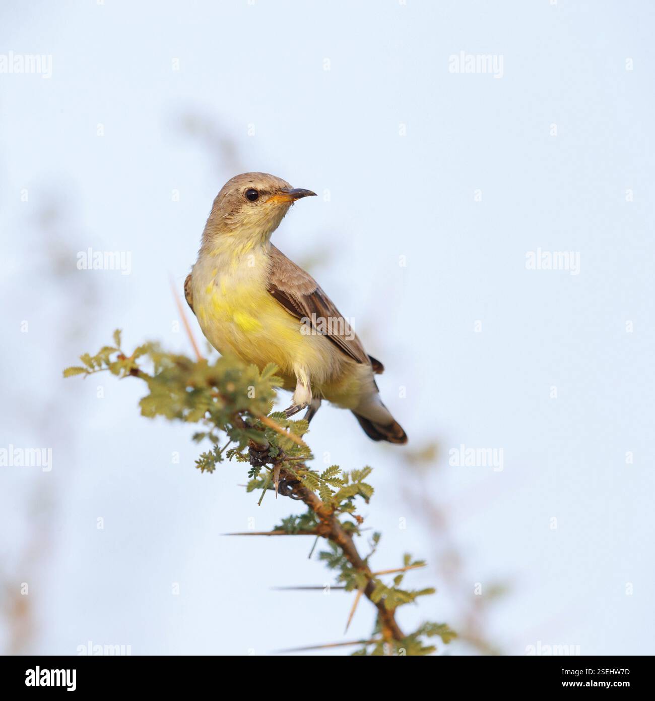 Honeybird, (Anthodiaeta metallica), perching bird, honey sucker, family ...