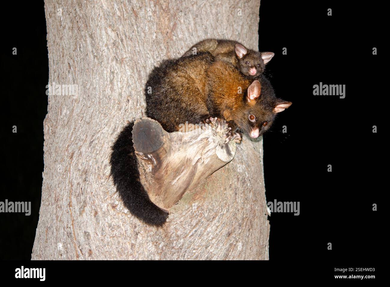 Common Brushtail Possums, Trichosorus vulpecula, mother and joey, in ...