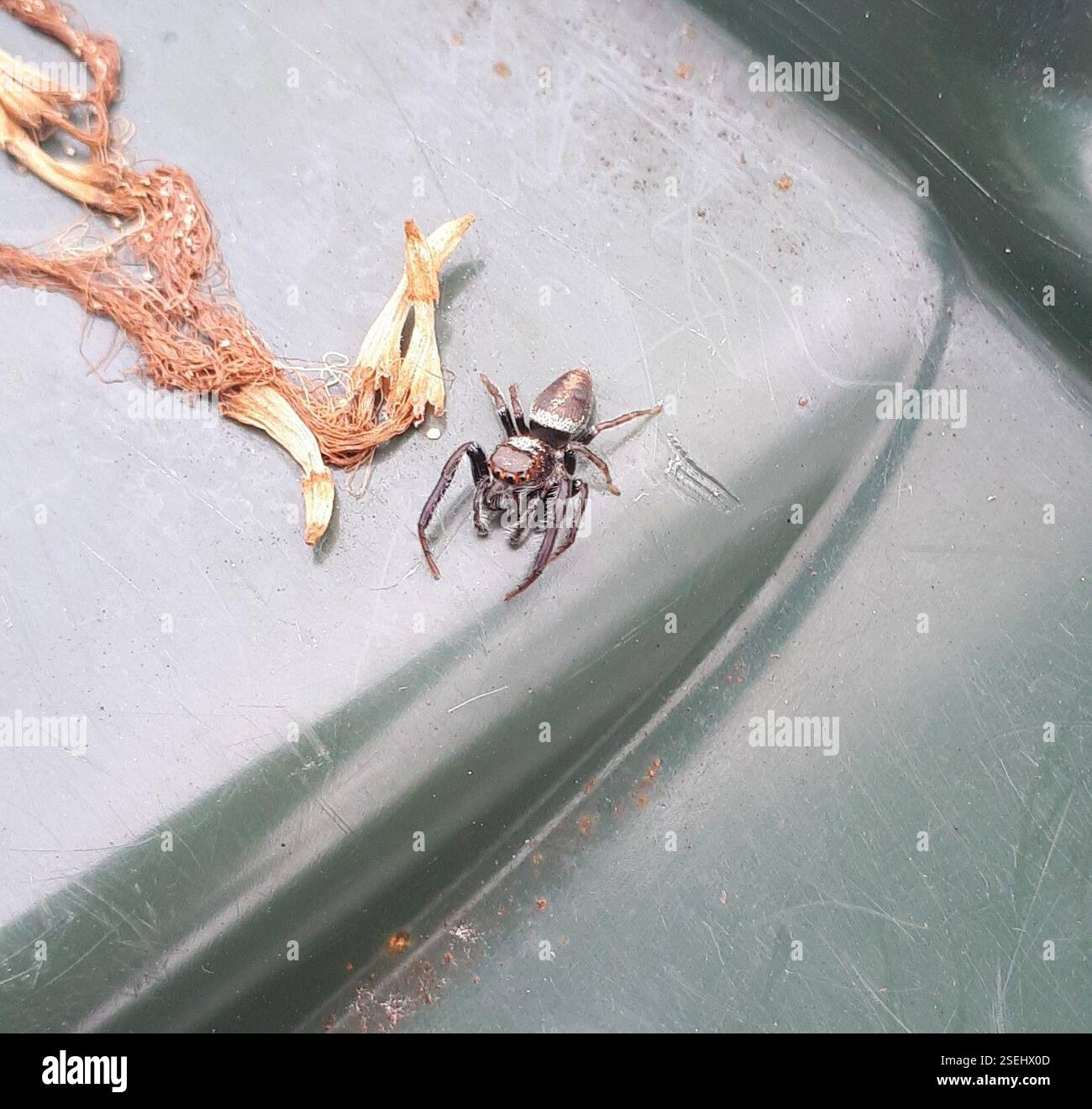 Cyclops Jumping Spider (Opisthoncus polyphemus), Arachnida, Fairfield ...