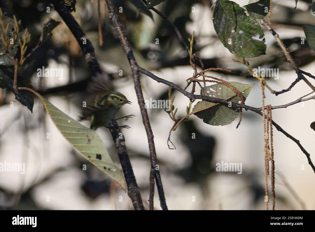 Lemon-rumped Warbler (Phylloscopus chloronotus), Aves, Panchkhal, Nepal ...