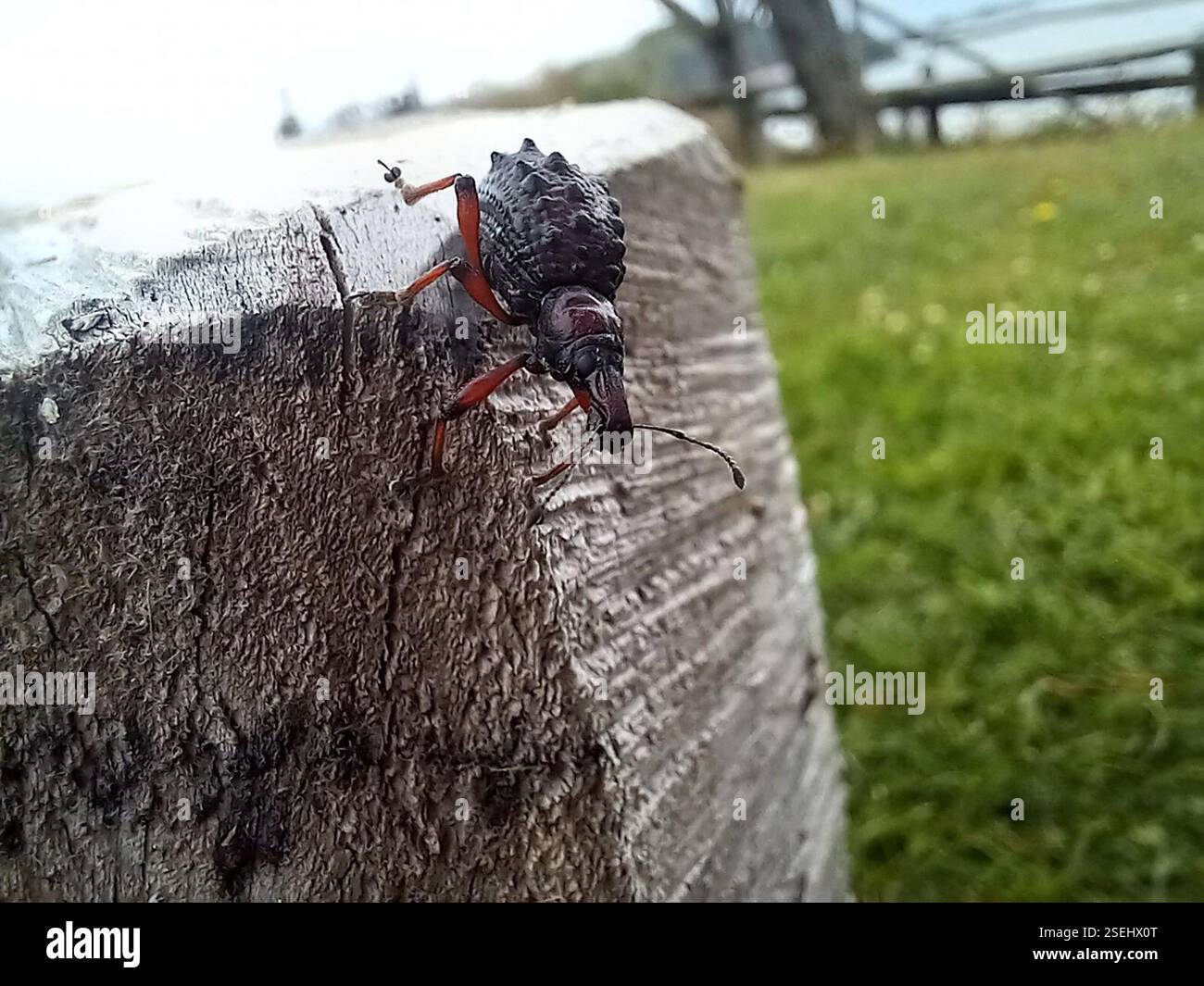 (Megalometides cacicus), Insecta, Ancud, Los Lagos, Chile, Es un ...