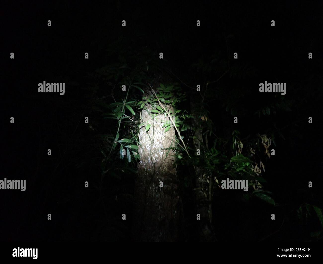 candle vine (Pothos longipes), Plantae, Wongabel QLD 4883, Australia ...