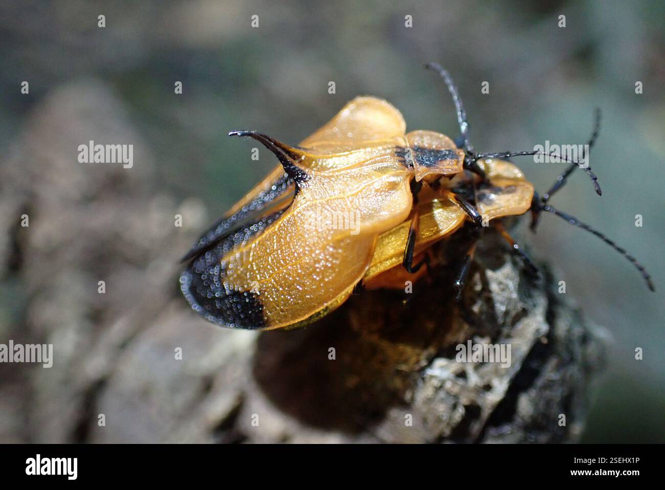 (Lycus kolbei), Insecta, Stentor 2, Ehlanzeni District Municipality ...
