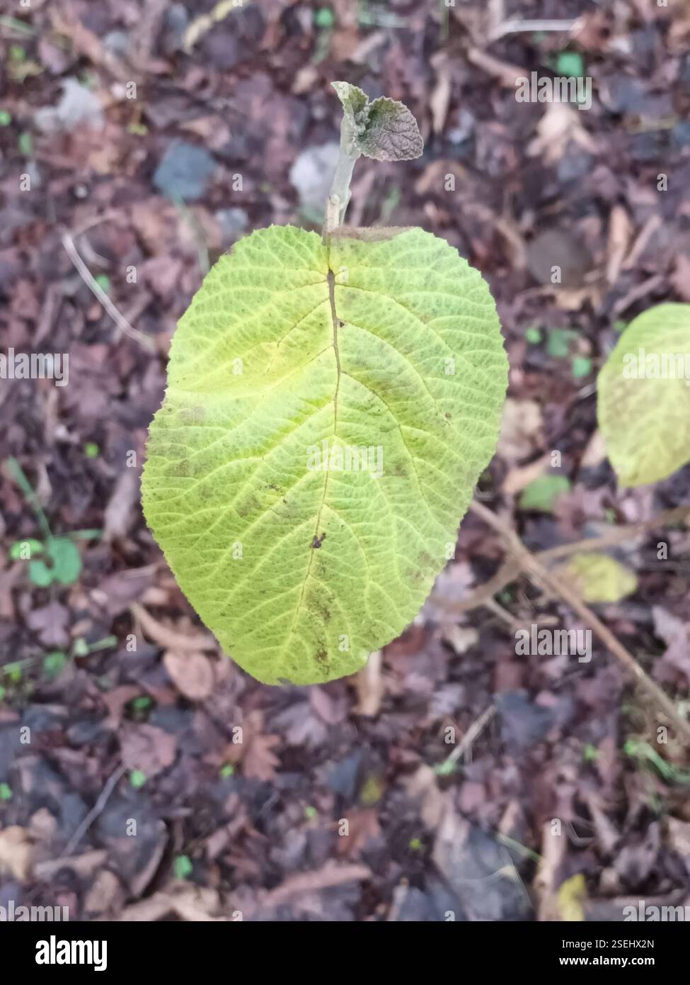 Wayfaring-tree (Viburnum lantana), Plantae, Northamptonshire, UK Stock ...