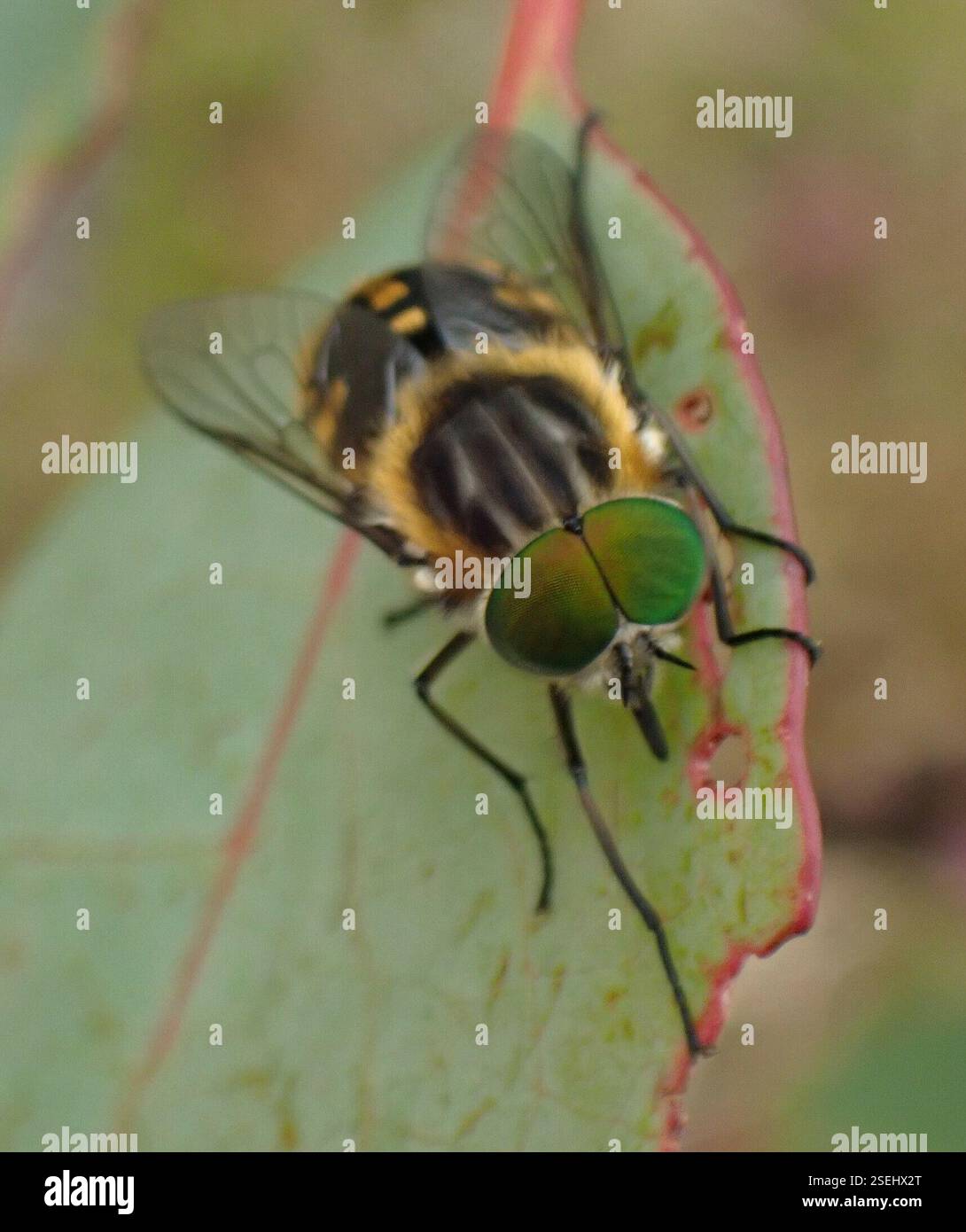 flower-feeding march fly (Scaptia auriflua), Insecta, Tasmania, AU ...