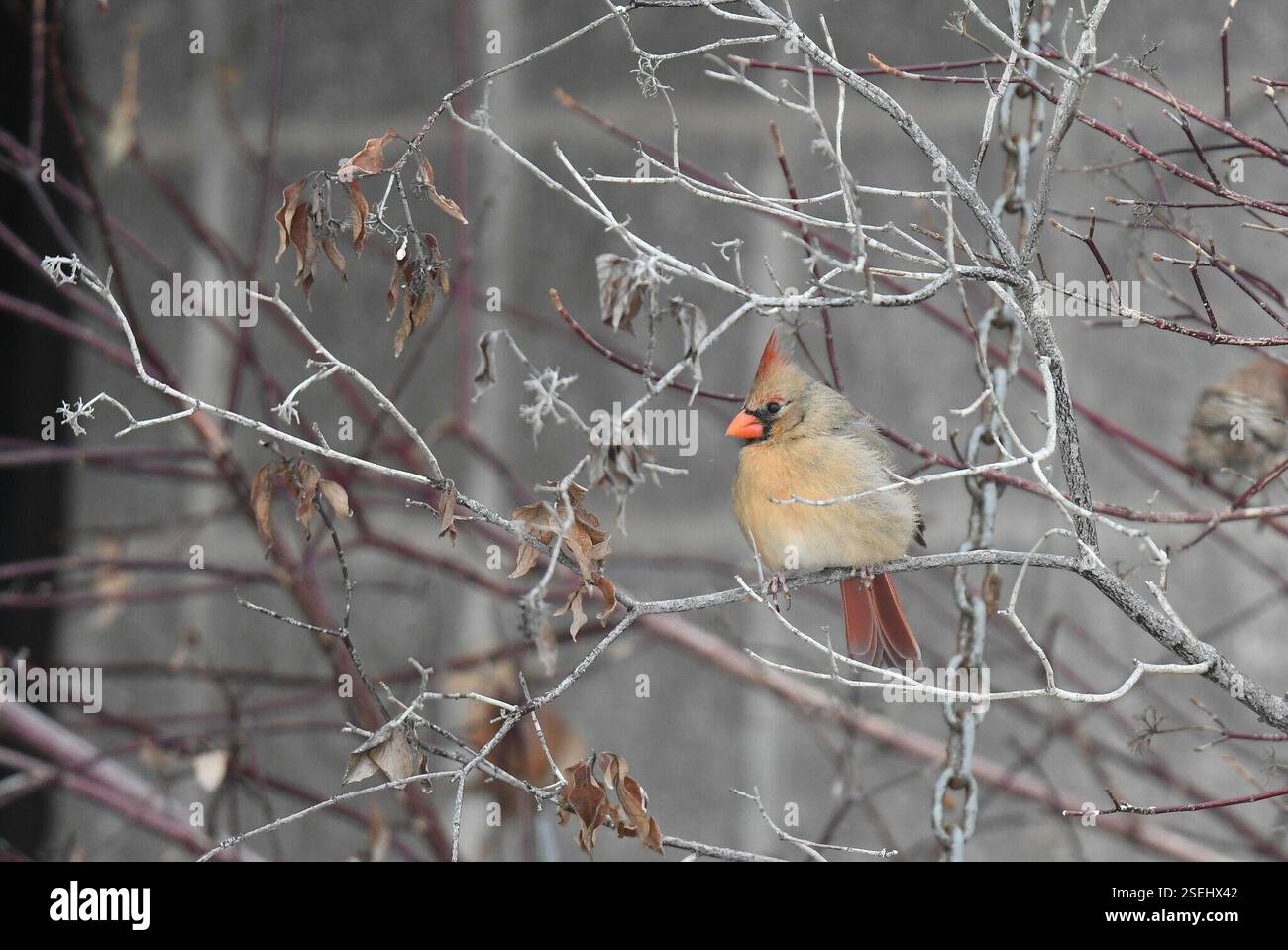 Northern Cardinal (Cardinalis cardinalis), Aves, Riverlands, West Alton ...