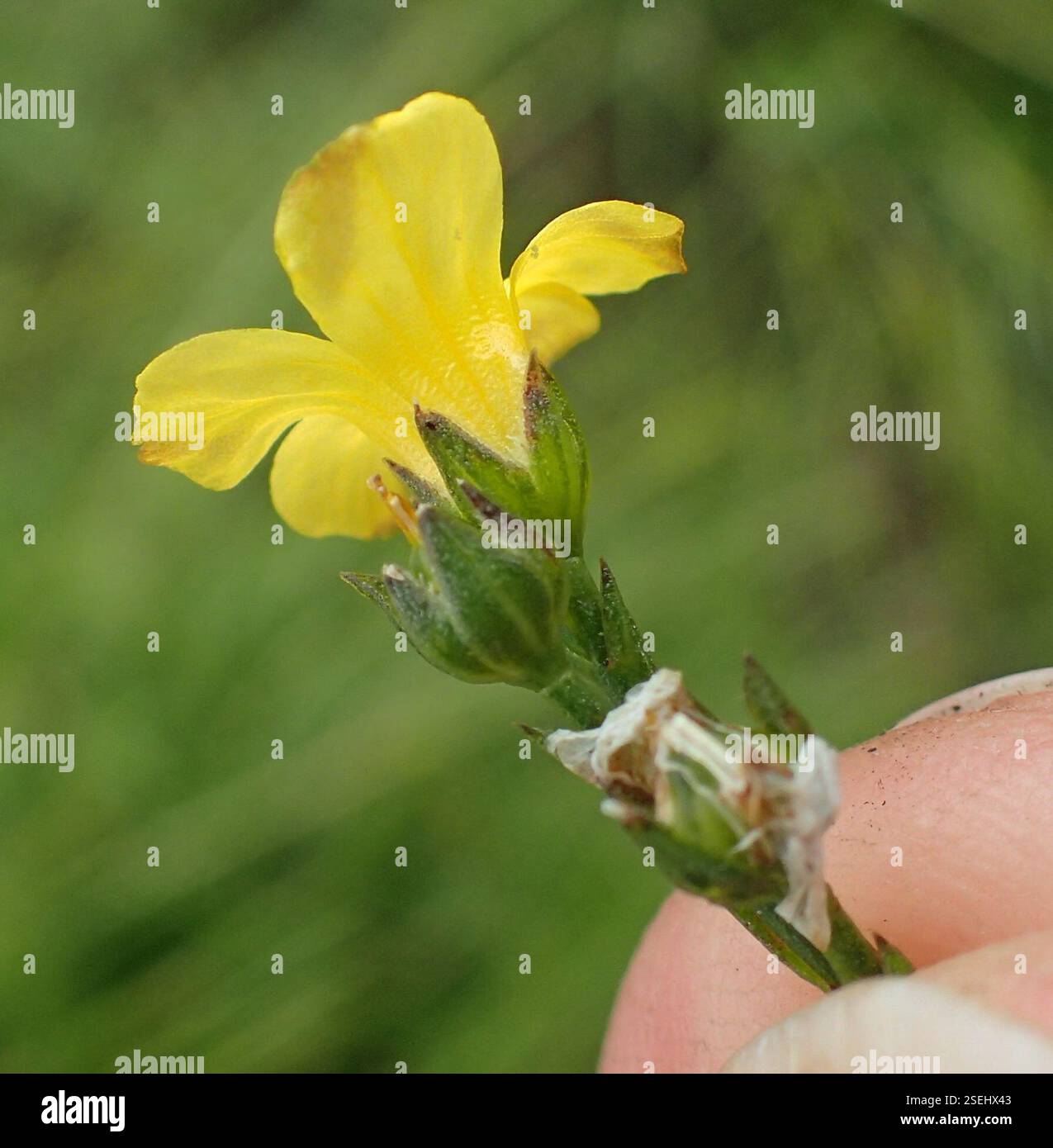 Wild Flax (Linum thunbergii), Plantae, Highmoor, 3300, South Africa ...