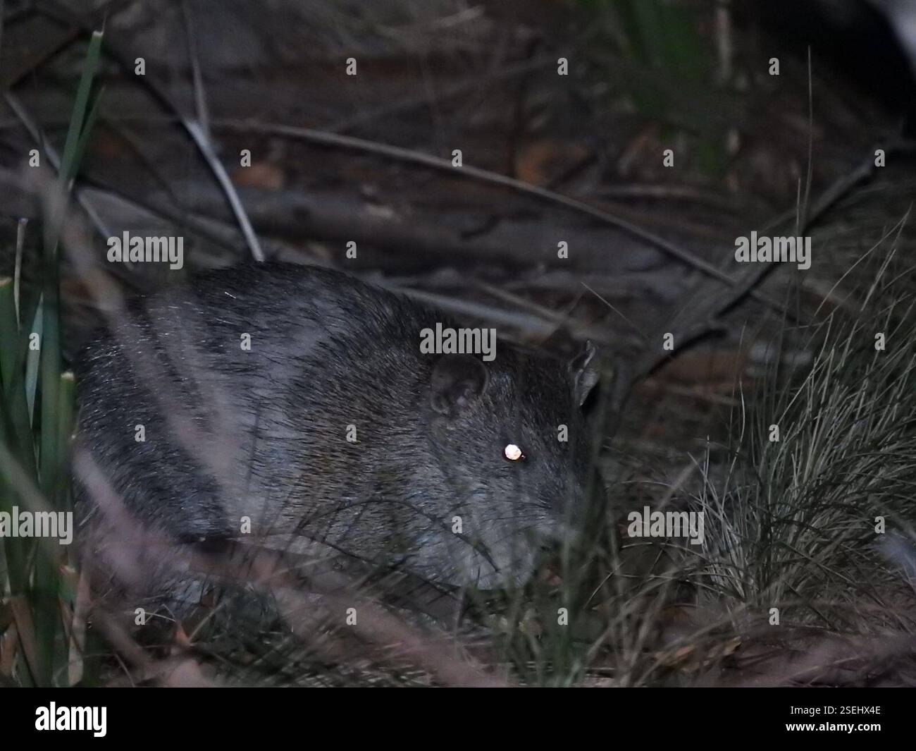 Southern Brown Bandicoot (Isoodon obesulus), Mammalia, Hobart TAS ...