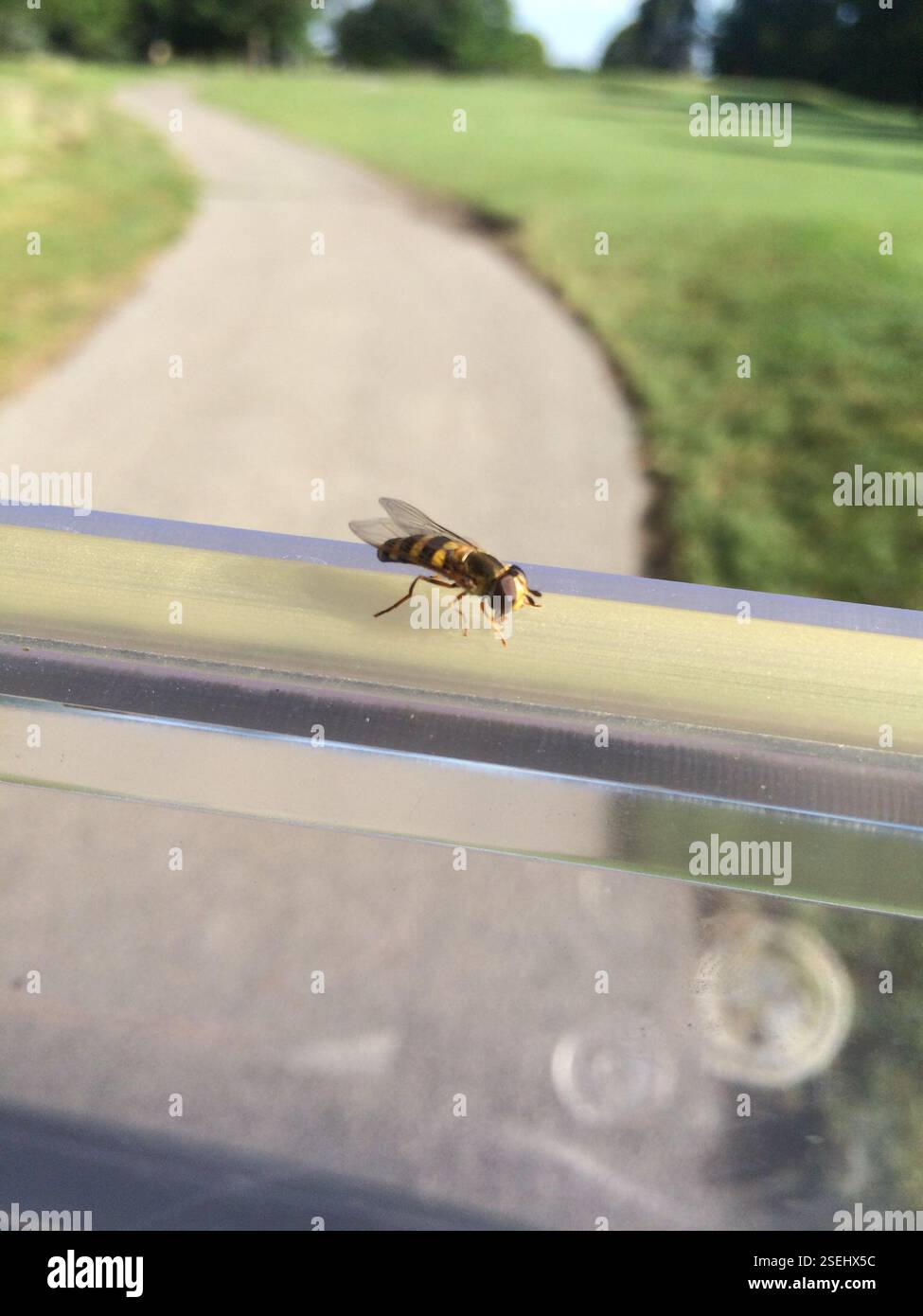 Long-tailed Aphideater Complex (Eupeodes americanus), Insecta ...