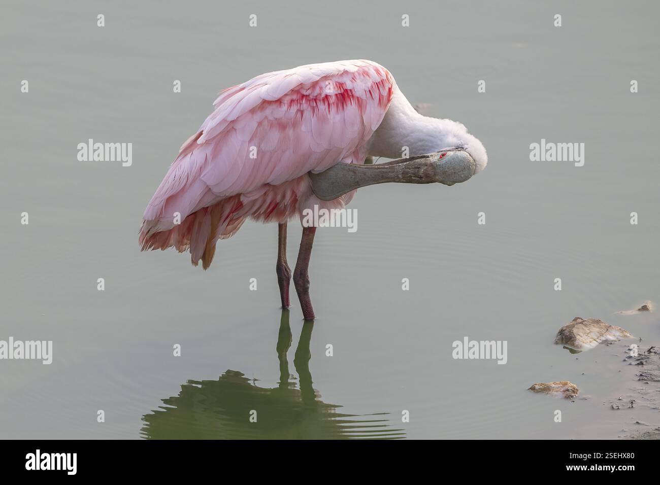 Roseate spoonbill (Ajaia ajaja), backlight, reflection, preening its ...