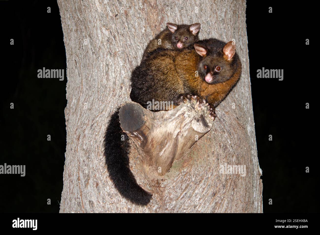 Common Brushtail Possums, Trichosorus vulpecula, mother and joey, in ...