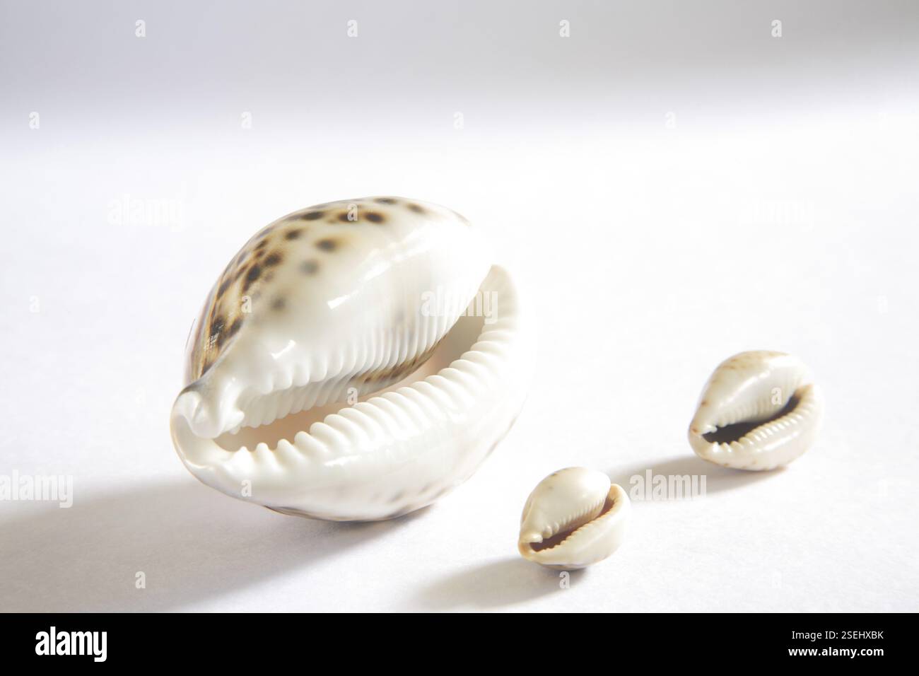 Concept, kaudi shell on white background Stock Photo - Alamy