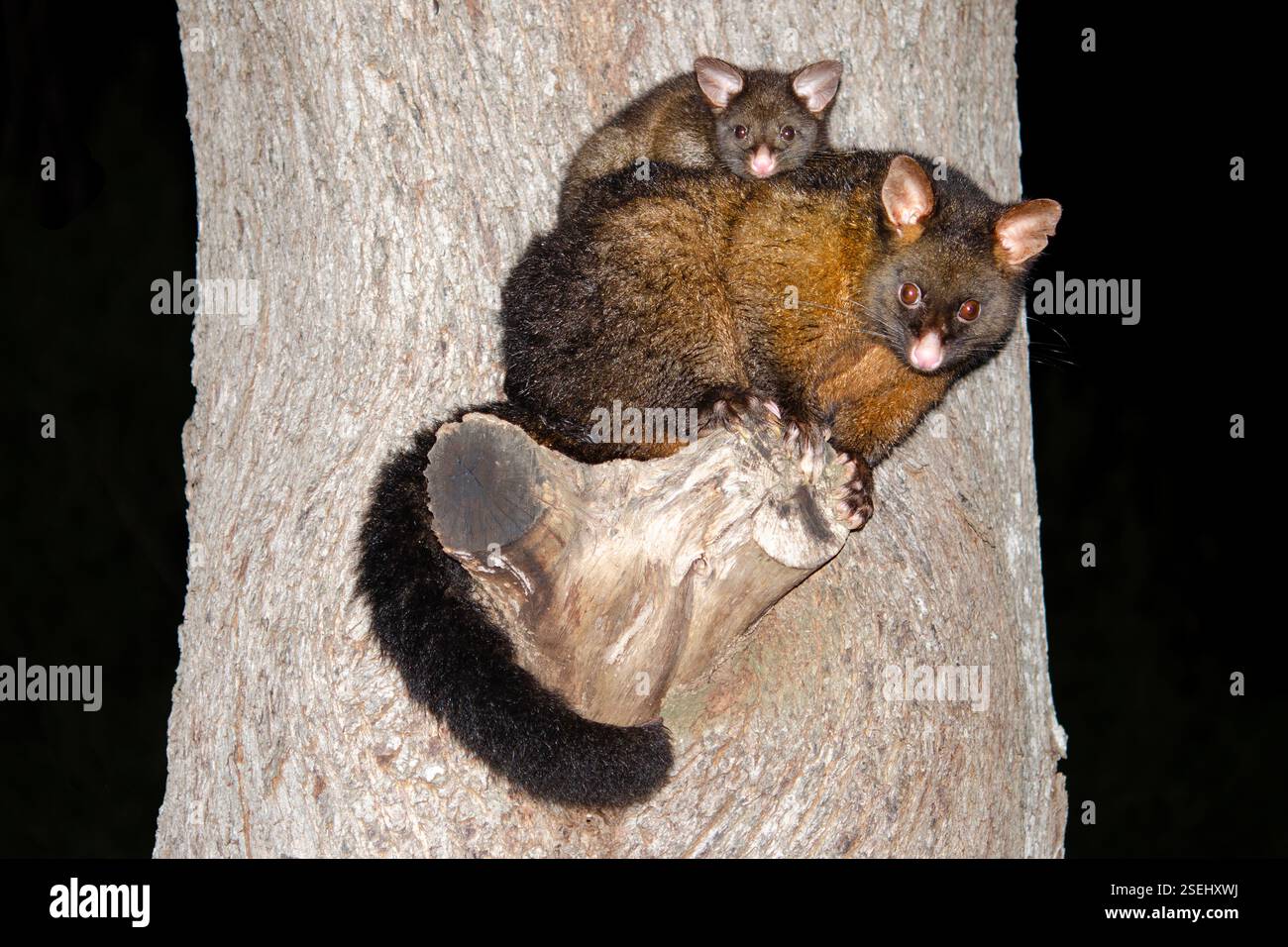 Common Brushtail Possums, Trichosorus vulpecula, mother and joey, in ...