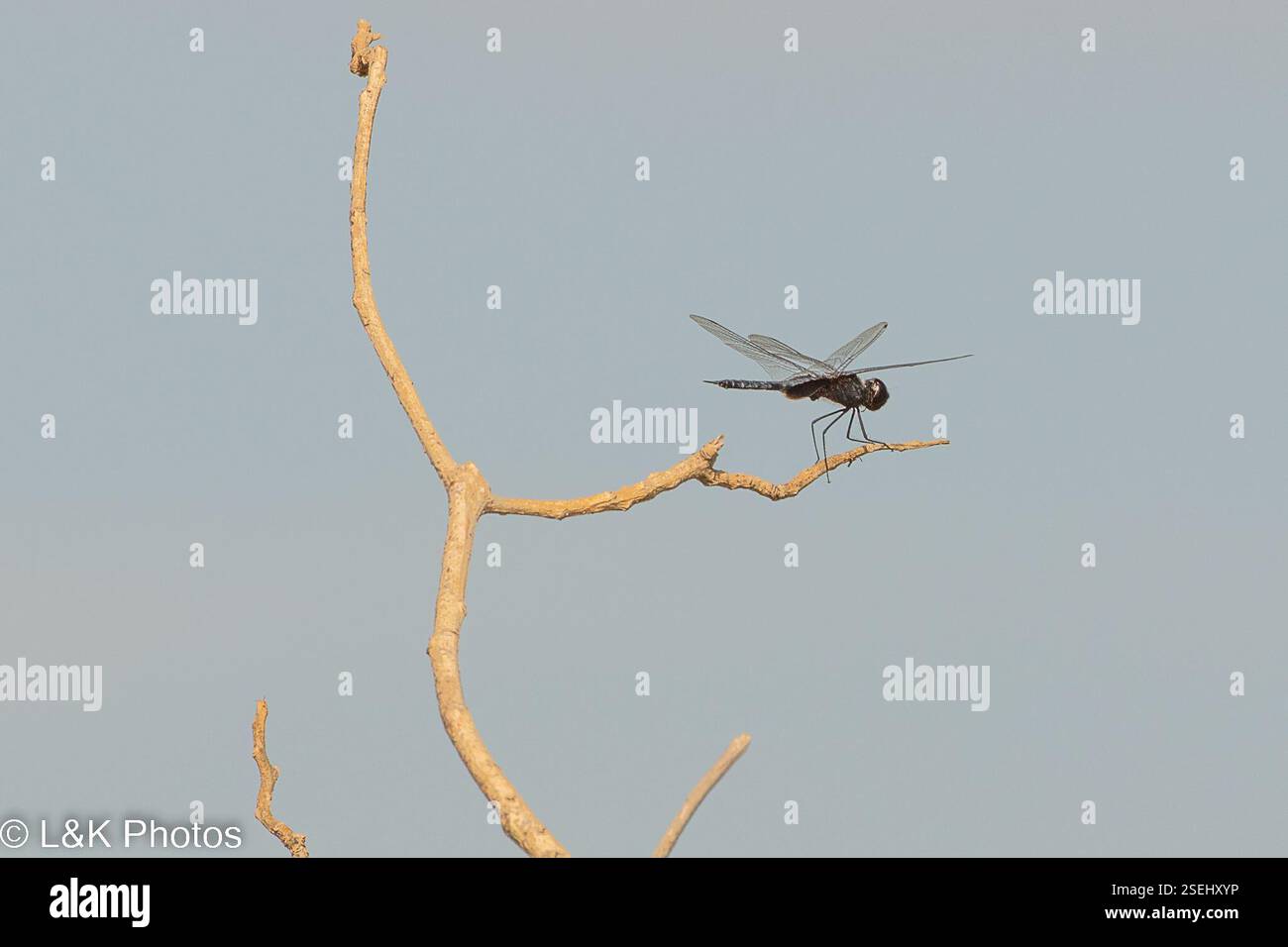 Sooty Saddlebags (Tramea binotata), Insecta, Corozal District, Belize ...