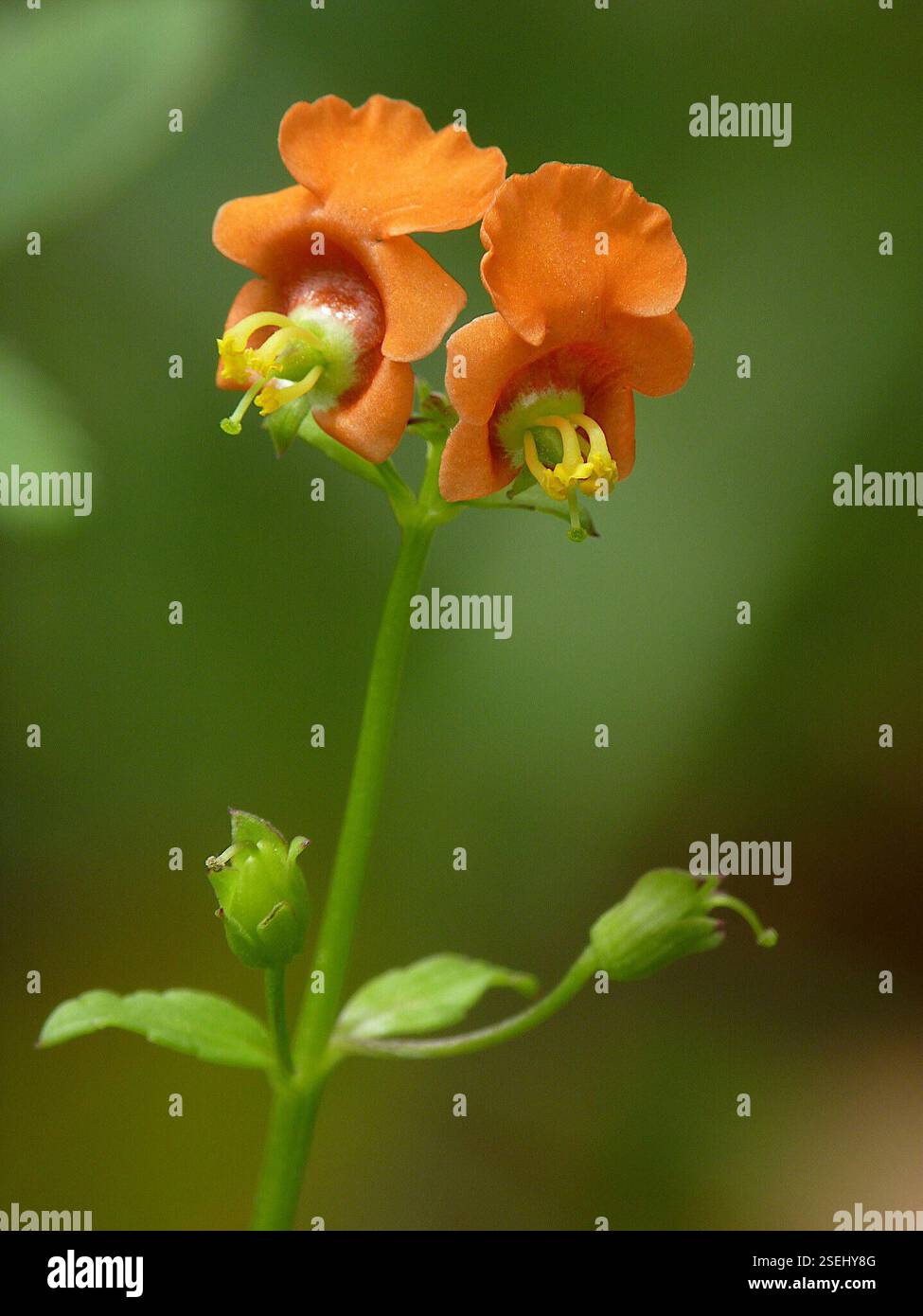 Mask Flower (Alonsoa meridionalis), Plantae, Guasca, Cundinamarca ...