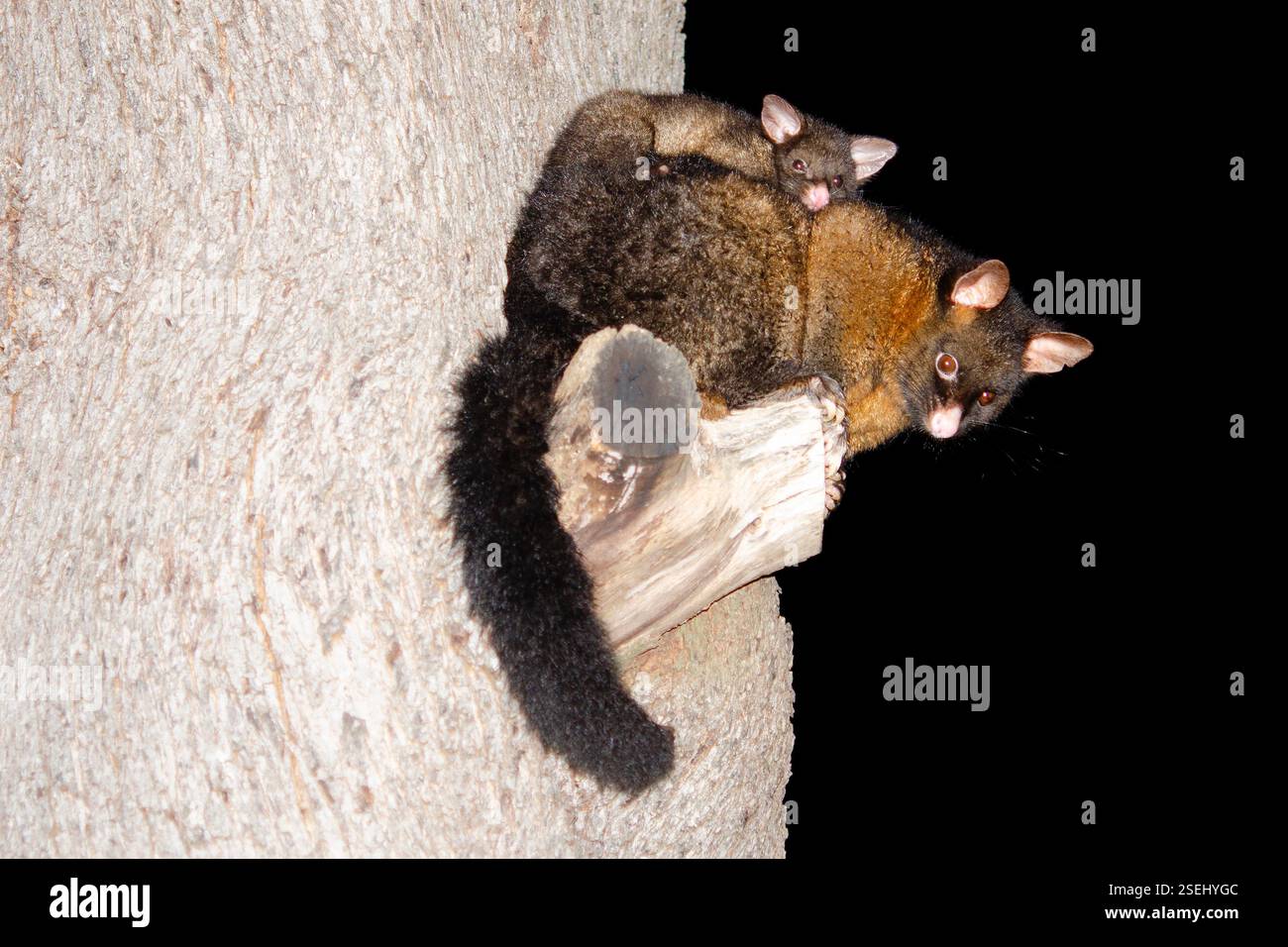 Common Brushtail Possums, Trichosorus vulpecula, mother and joey, in ...