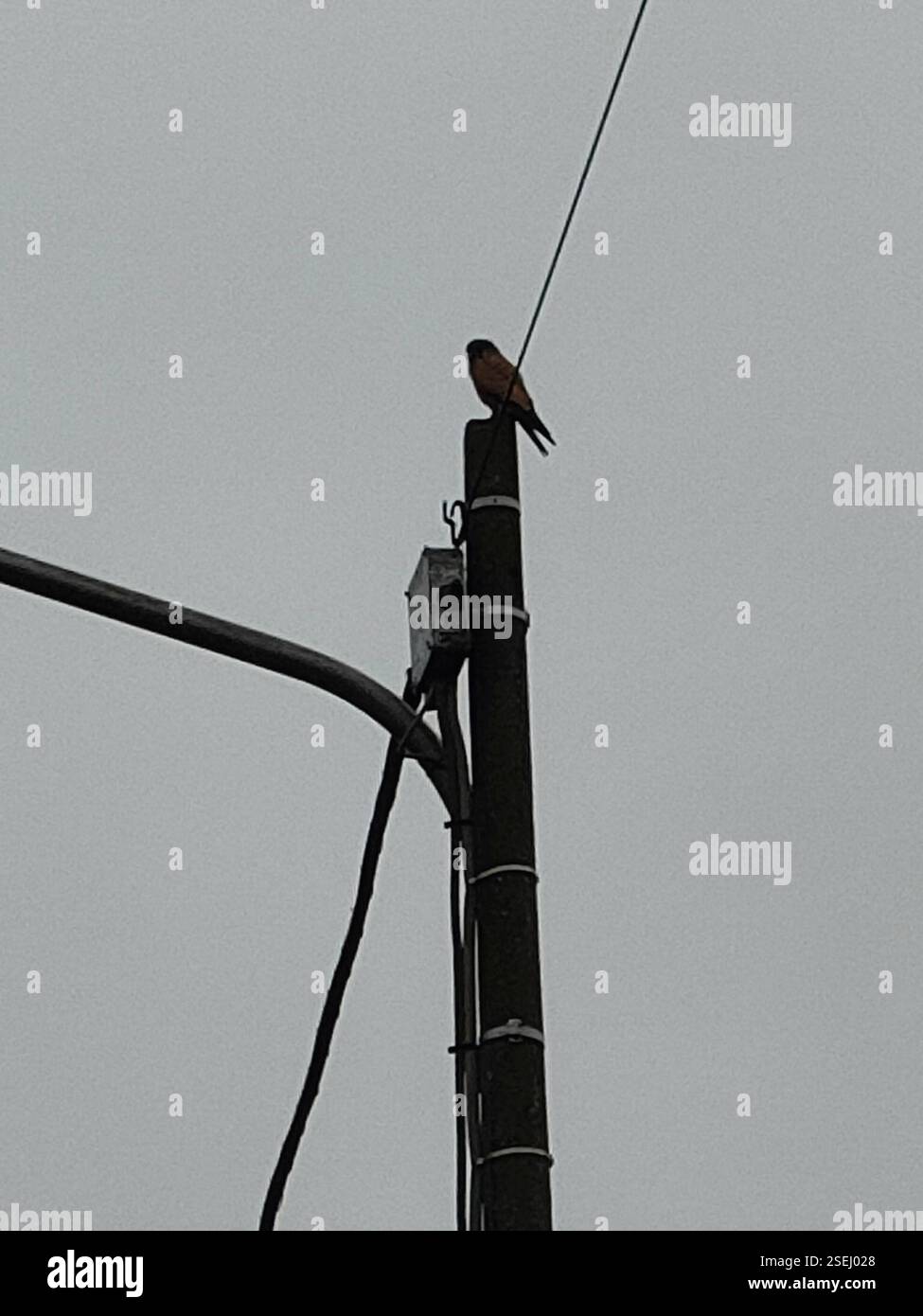 Eurasian Kestrel (Falco tinnunculus), Aves, 28062 Cameri NO, Italia ...