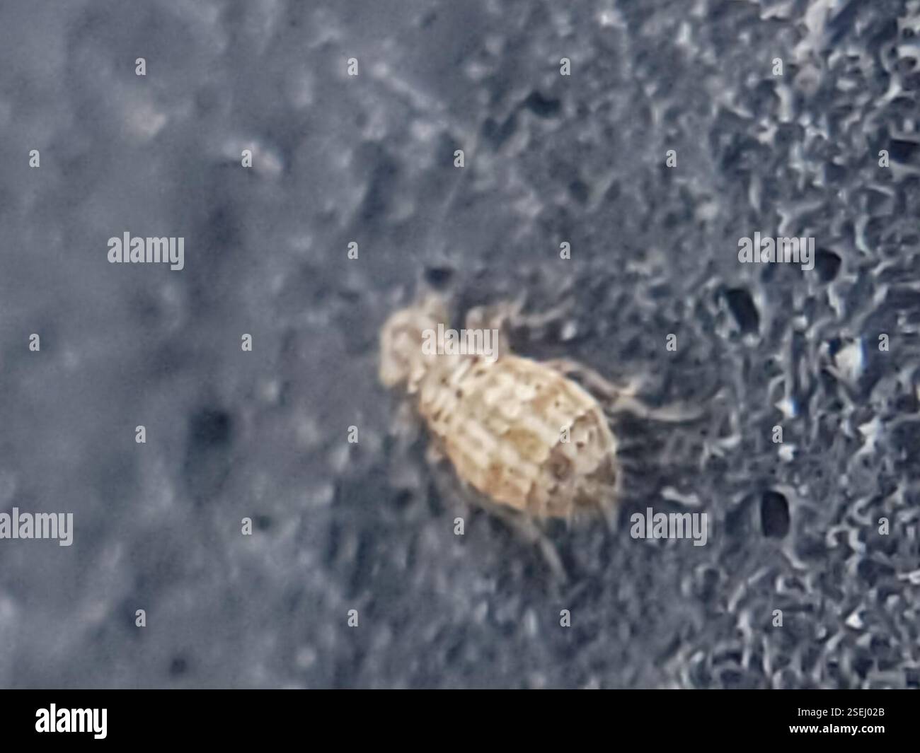 Barklice, Booklice, and Parasitic Lice (Psocodea), Insecta, Cupertino ...