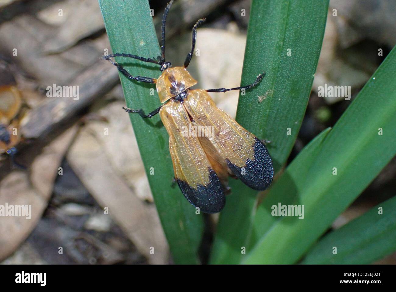 (Lycus kolbei), Insecta, Stentor 2, Ehlanzeni District Municipality ...