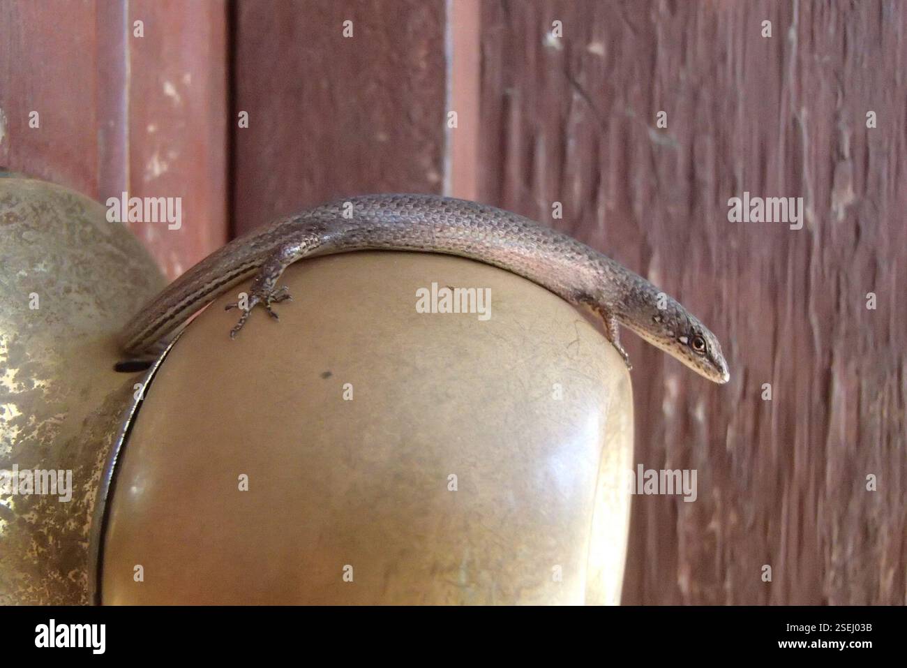 Weasel Shadeskink (Saproscincus mustelinus), Reptilia, 62 Railway ...