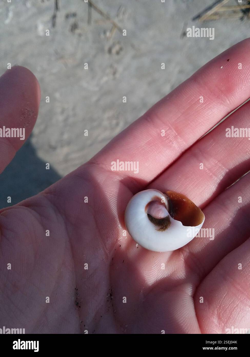 Shark Eye (Neverita duplicata), Mollusca, Beaufort County, SC, USA ...