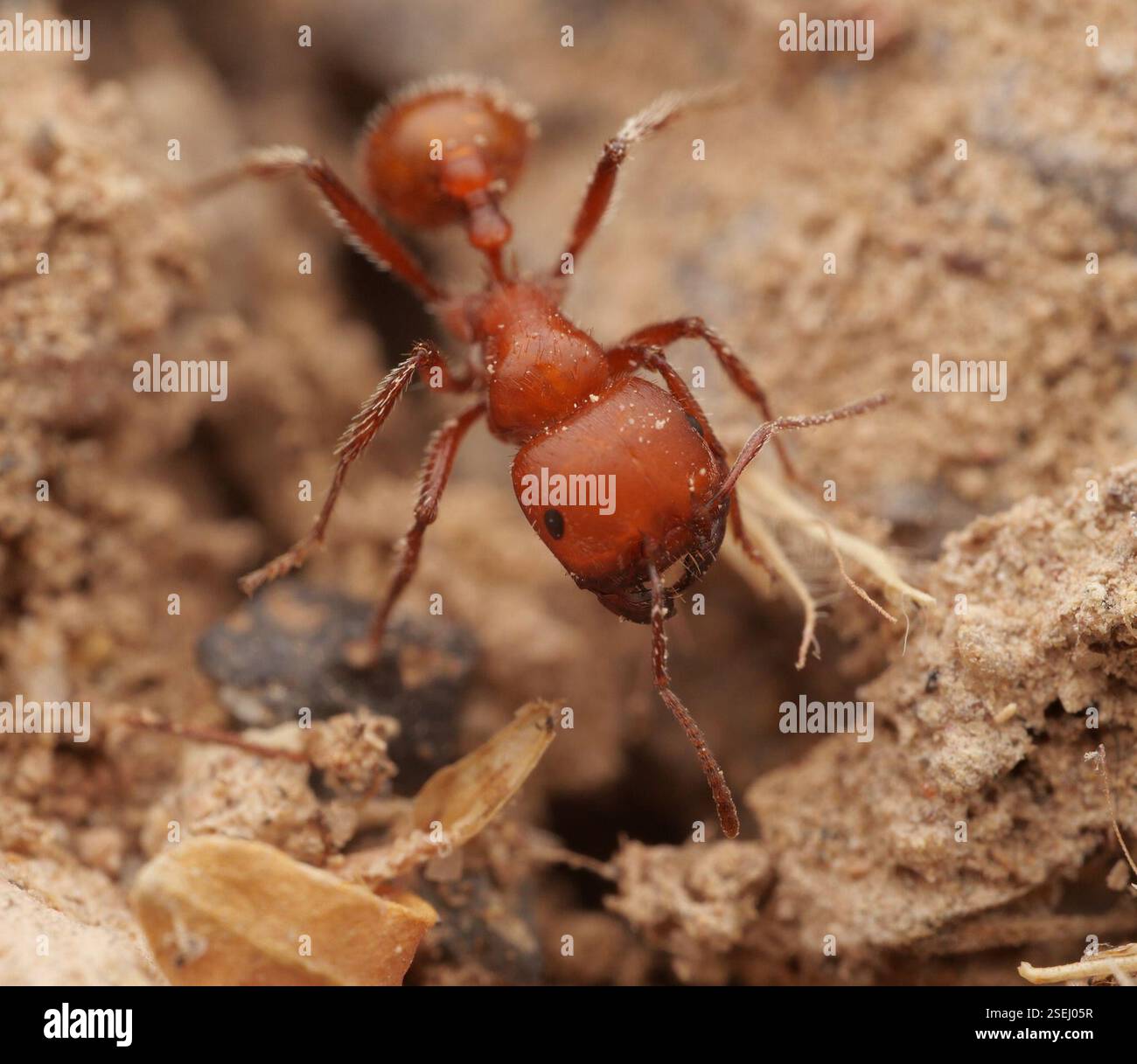 (Pogonomyrmex tenuispinus), Insecta, La Paz, Baja California Sur ...
