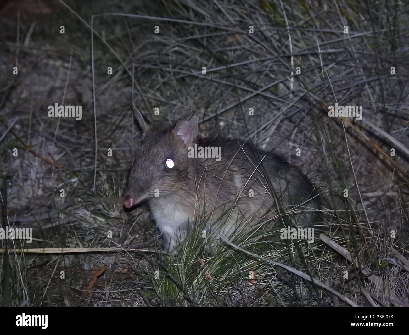 Eastern Barred Bandicoot (Perameles gunnii), Mammalia, Hobart TAS ...
