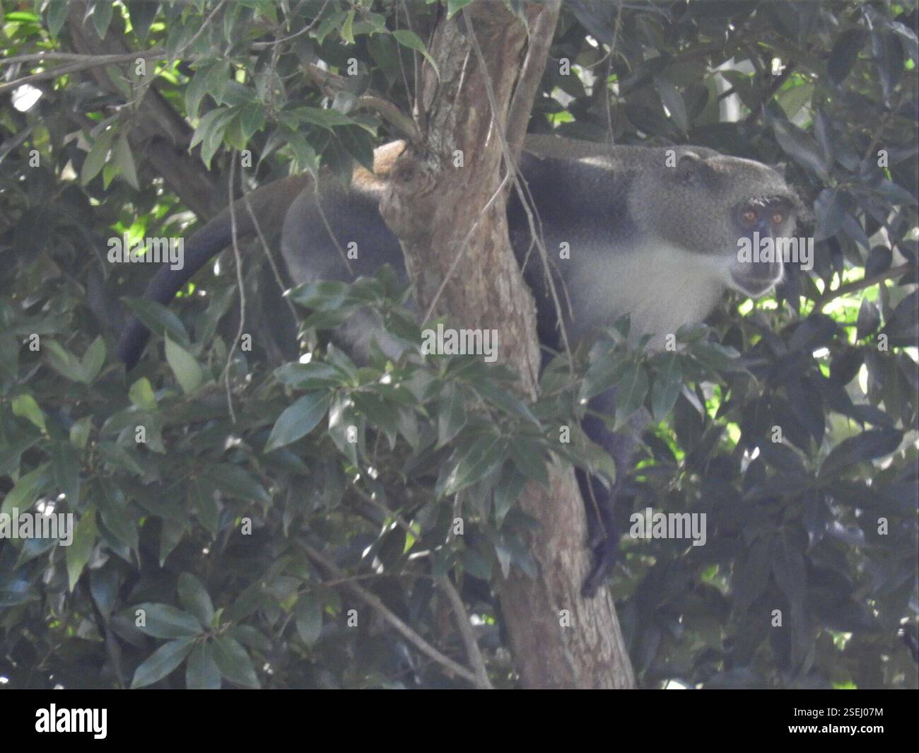 Blue Monkey (Cercopithecus mitis), Mammalia, Nampula, MZ Stock Photo ...