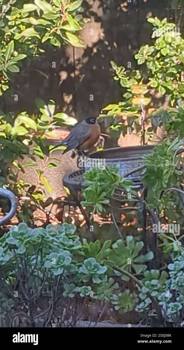 American Robin (Turdus migratorius), Aves, Greenmeadow, Palo Alto, CA ...