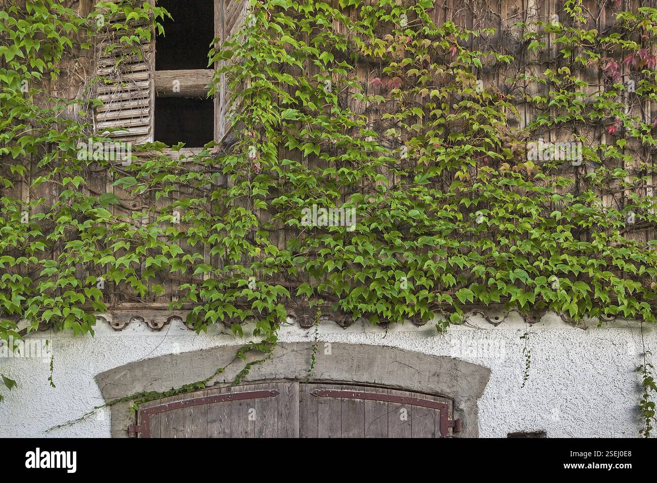 Boston ivy (Parthenocissus tricuspidata), against vine on barn wall ...