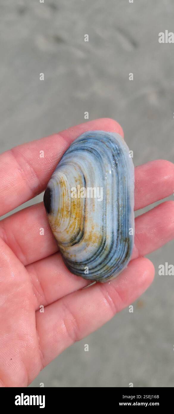 Pipi (Paphies australis), Mollusca, Palmerston, New Zealand, Thick ...