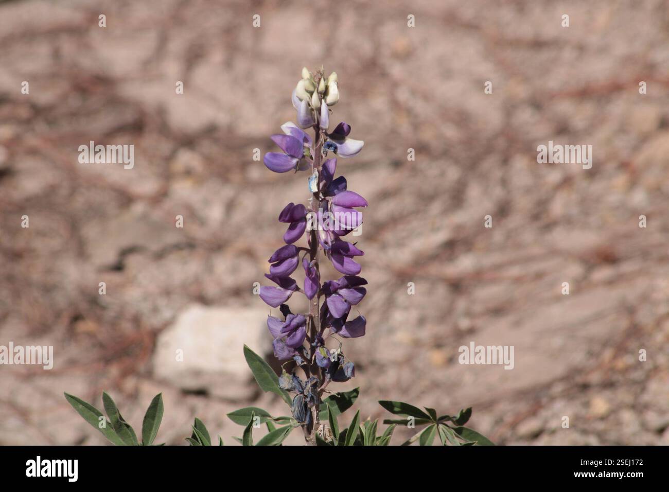 (Lupinus montanus), Plantae, Tecolotlán, Jal., México Stock Photo - Alamy