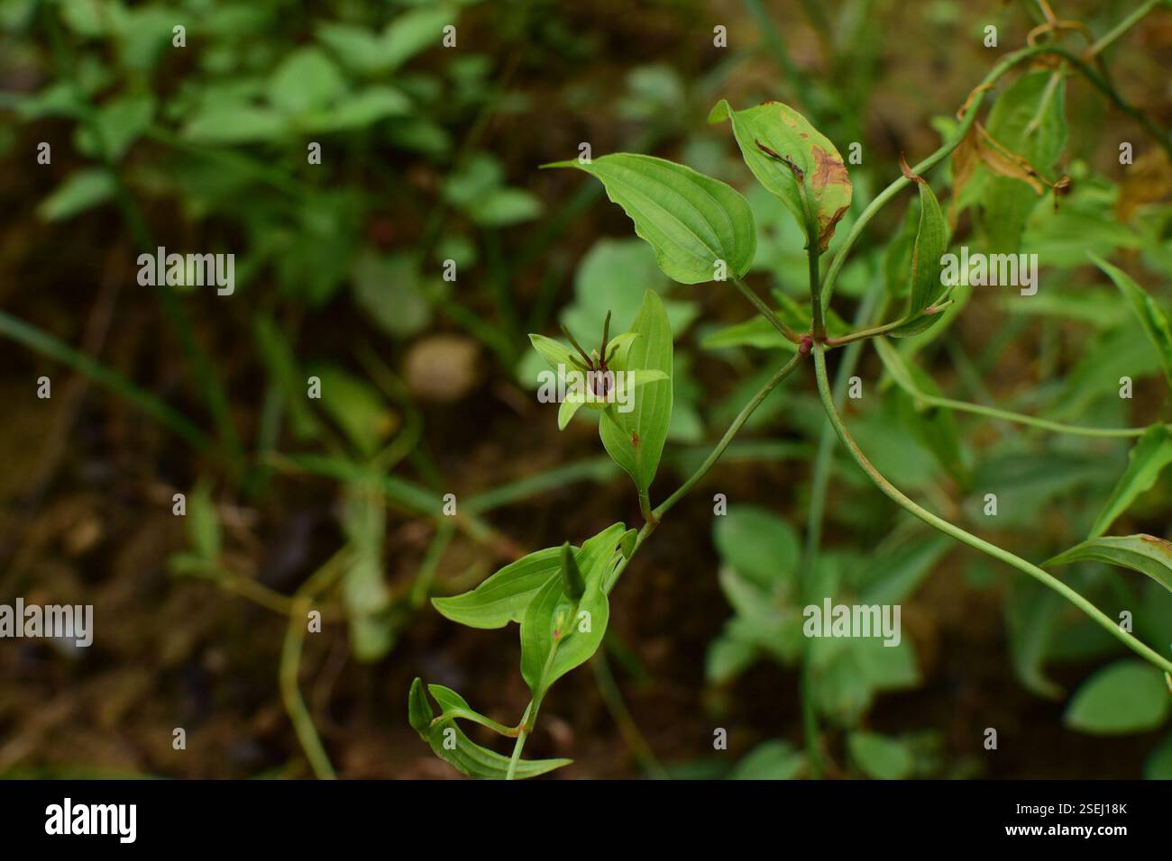 Stemona japonica hi-res stock photography and images - Alamy