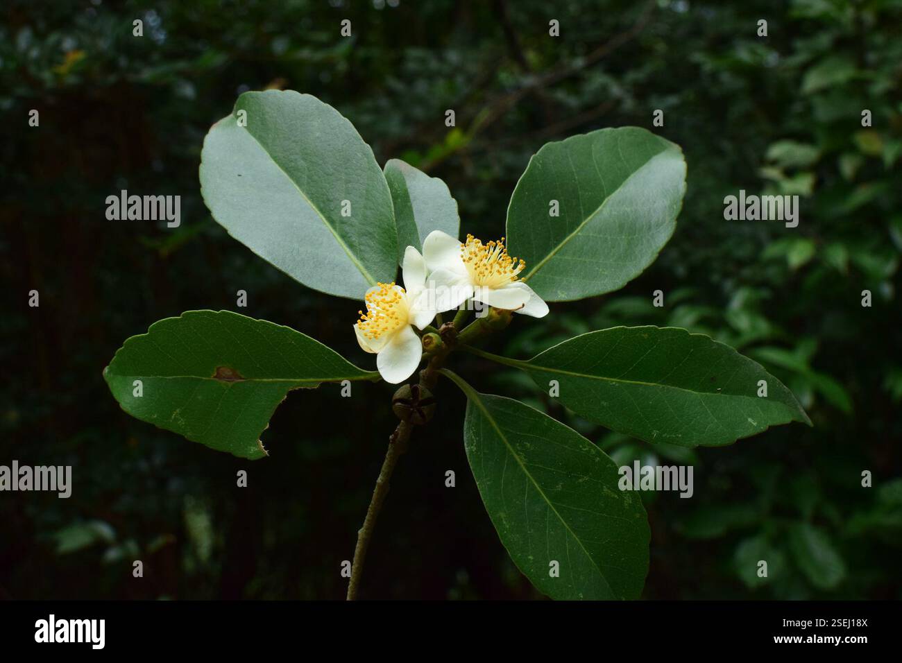 Chinese Gugertree (Schima superba), Plantae, 中国浙江省杭州市西湖区 Stock Photo ...