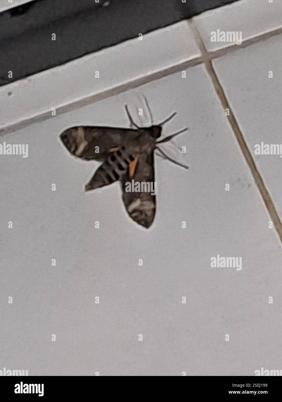 Isognathus sp hi-res stock photography and images - Alamy