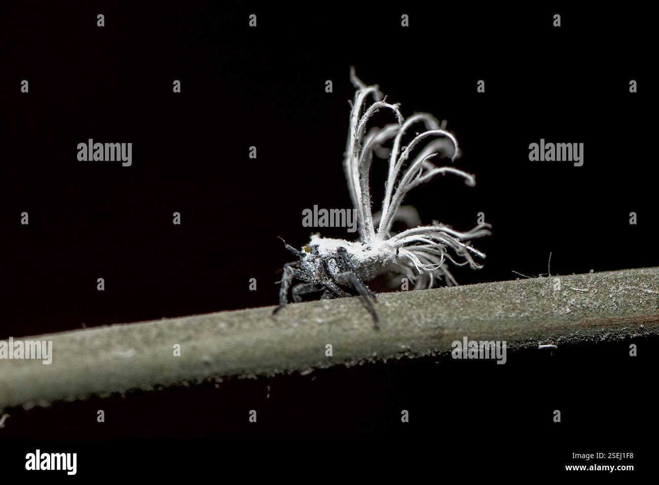 Plant cicada nymph, cicada, bug, leaf bug, (Phromnia rosea), animals ...