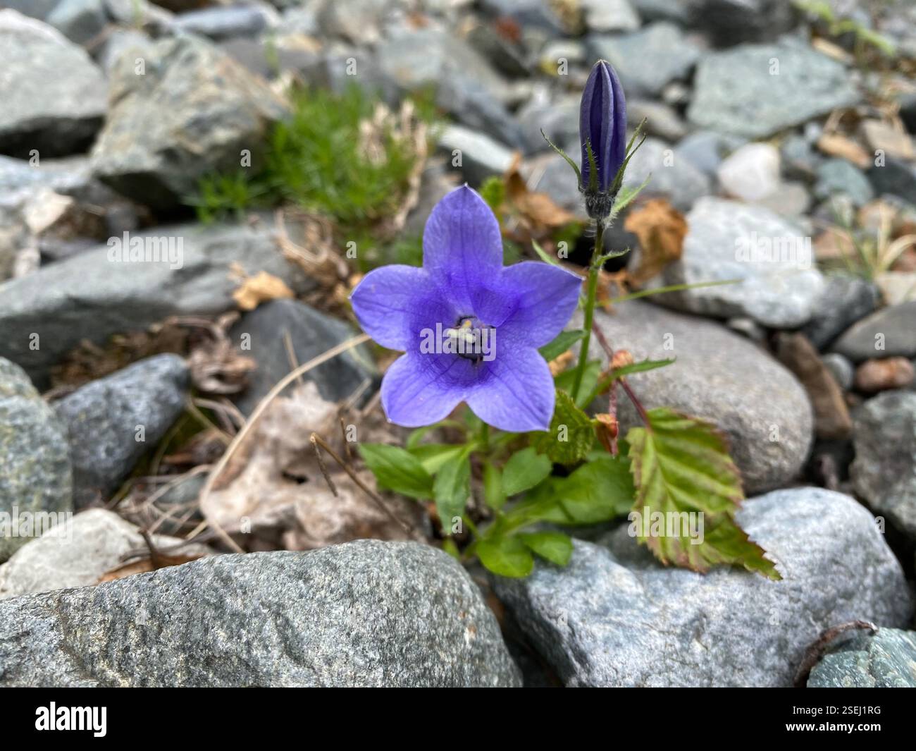 Alaska harebell hi-res stock photography and images - Alamy