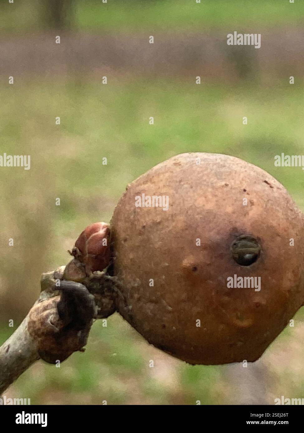 Oak Marble Gall Wasp (Andricus kollari), Insecta, Roedean Crescent ...