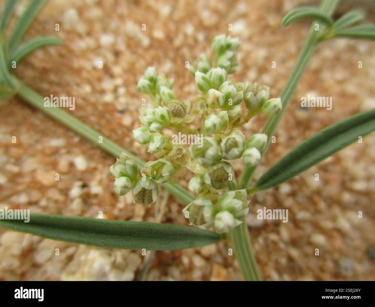 Juru Lizardfoot (Limeum argute-carinatum), Plantae, Erongo Region ...