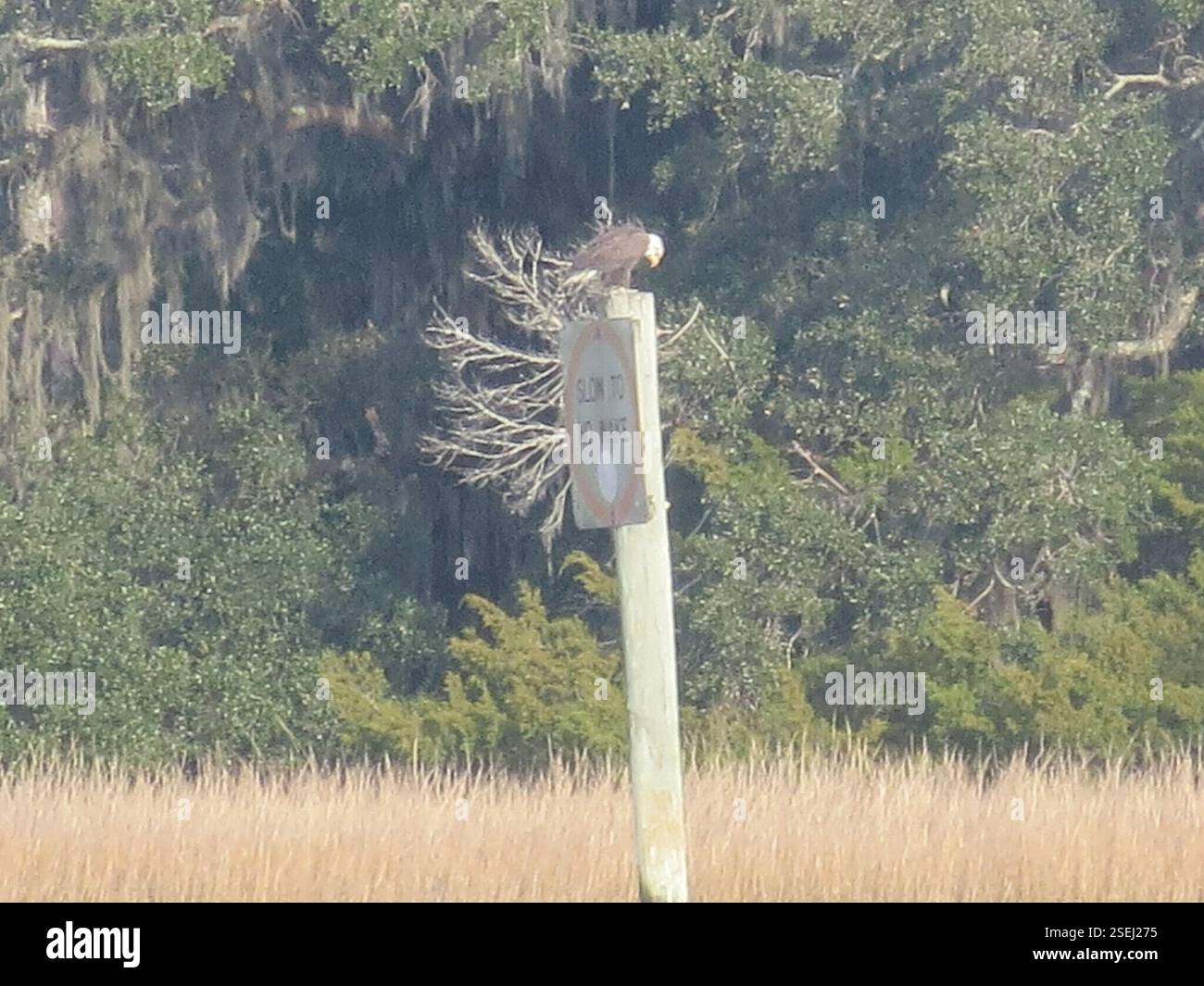 Bald Eagle (Haliaeetus leucocephalus), Aves, Beaufort County, SC, USA ...