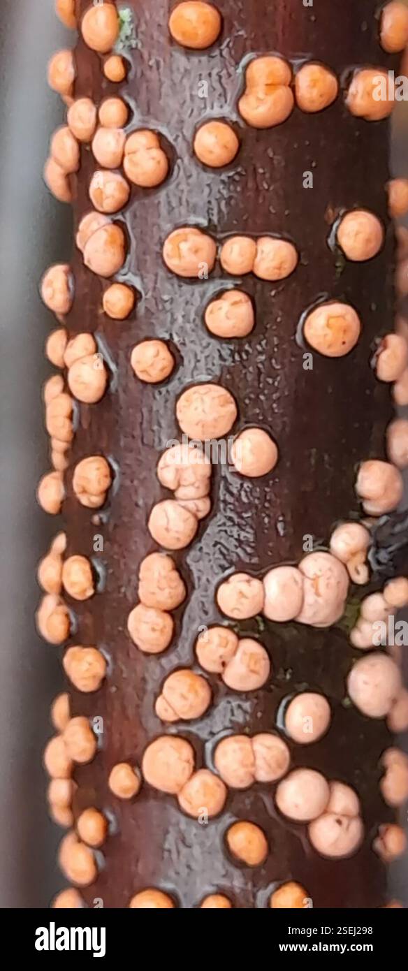 (Nectriaceae), Fungi, Liverpool L16, UK Stock Photo - Alamy