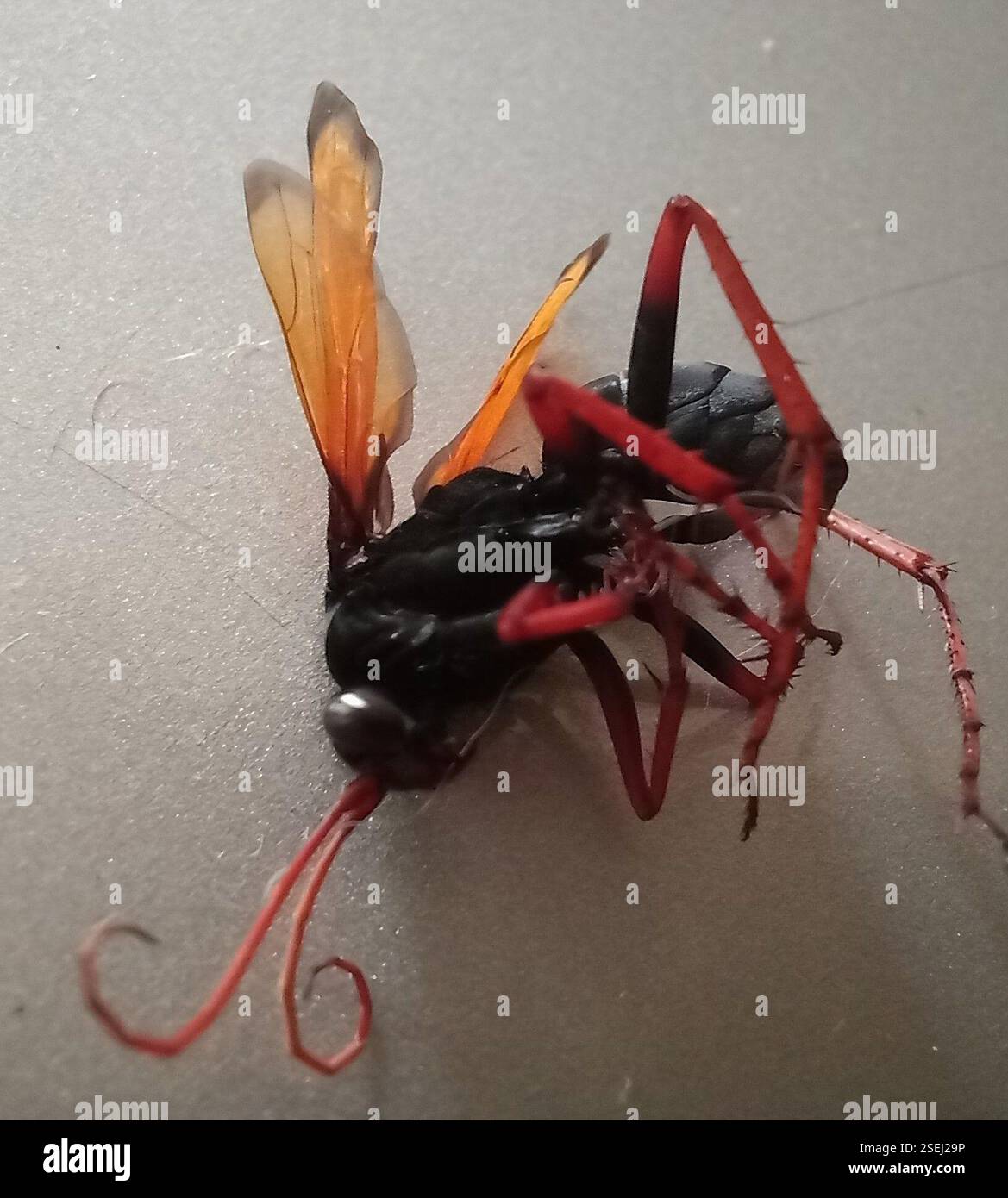 Tarantula-hawk Wasps and Allies (Pepsini), Insecta, Fir Grove, Cape ...