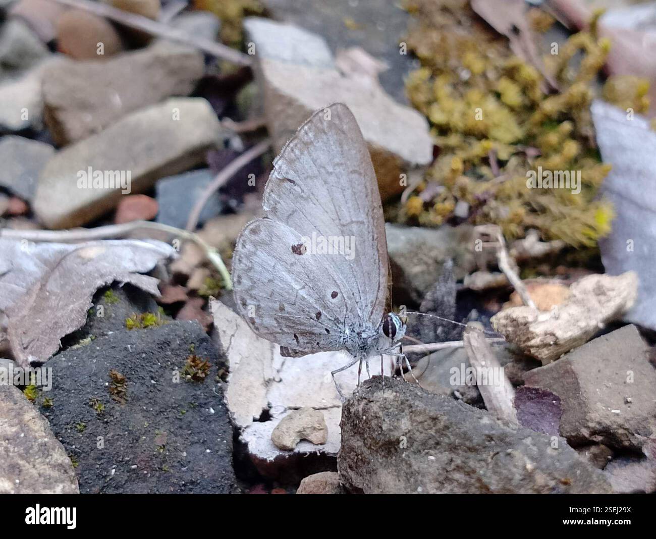 White-banded Hedge Blue (Lestranicus transpectus), Insecta, Hpa-An ...