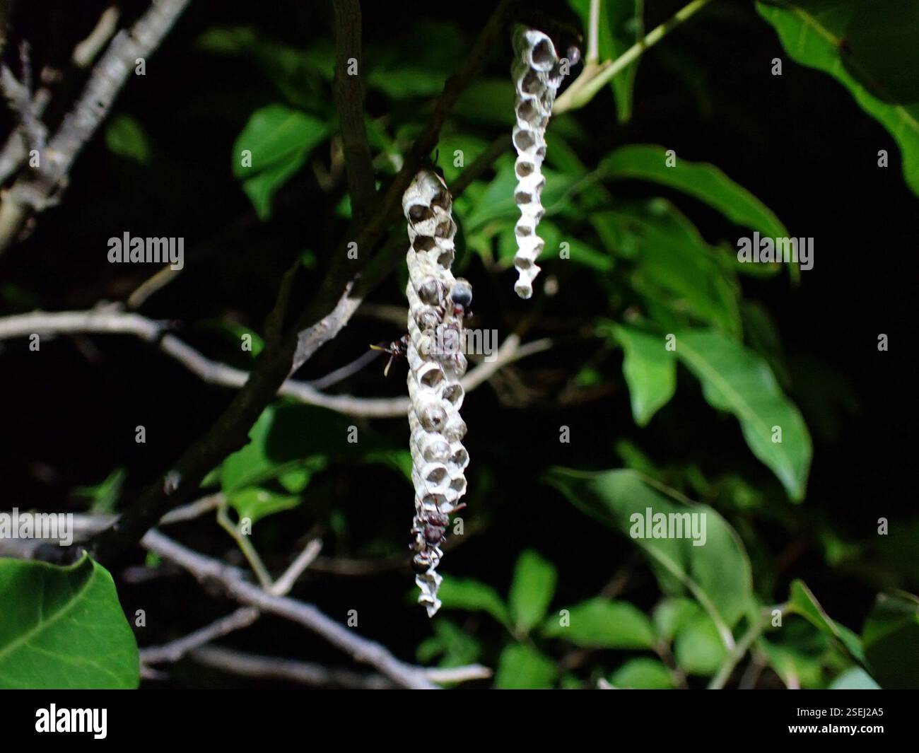 Stick-nest Brown Paper Wasp (Ropalidia revolutionalis), Insecta ...